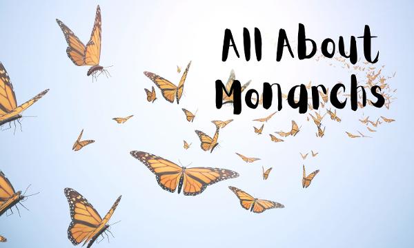 Park Events | Alapark