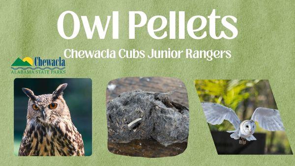 Owl Pellets - Chewacla Cubs Junior Rangers | Alabama State Parks