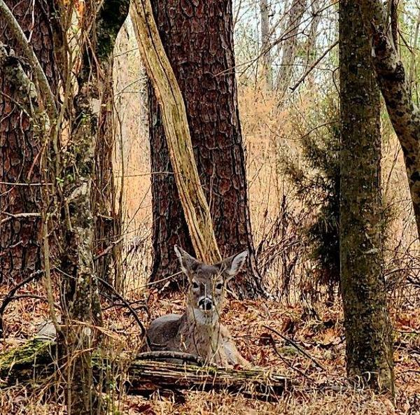 Wheeler Lake Ecosystem Exploration | Alabama State Parks